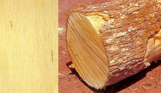 Marupá - IBI International AB